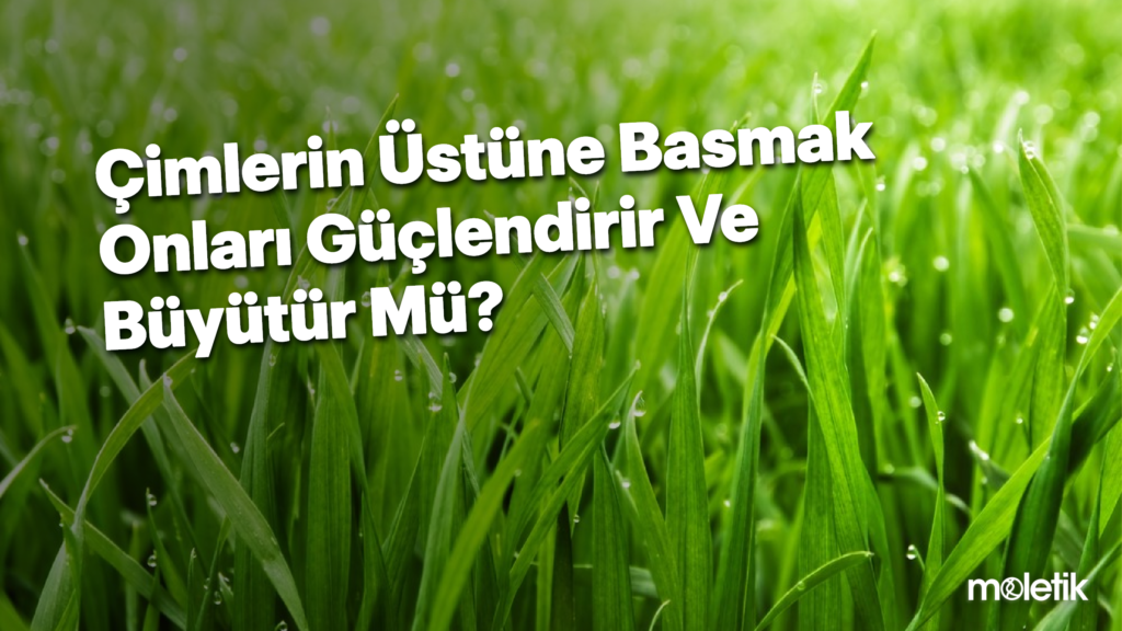 Çimlerin Üstüne Basmak Onları Güçlendirir ve Büyütür mü?