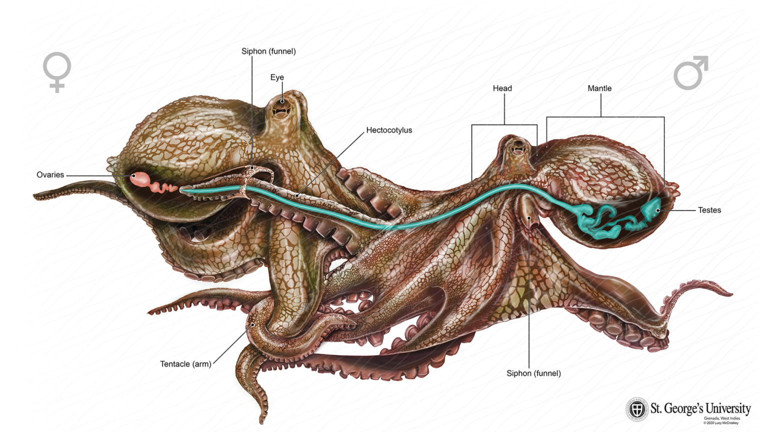 Octopuses, The Smartest Creature of The Deep Seas, and Their ...