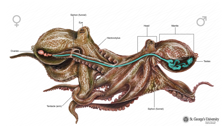 Octopuses, The Smartest Creature of The Deep Seas, and Their ...